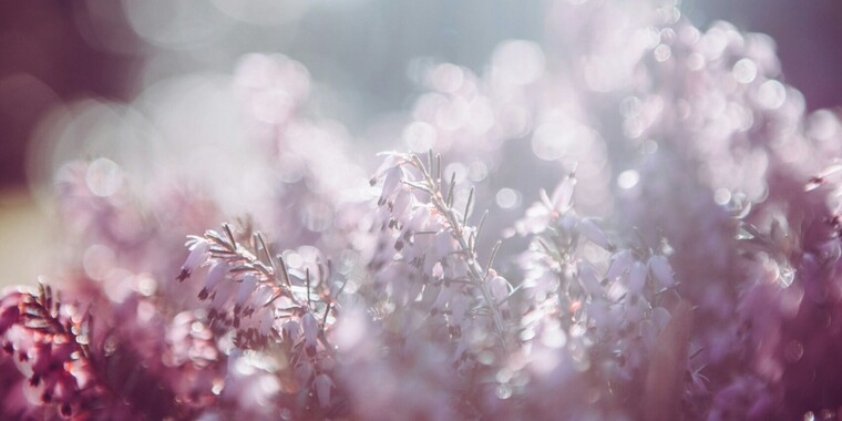 Join the Bokeh Frames Photo Contest and win DJI Gimbal - VIEWBUG.com